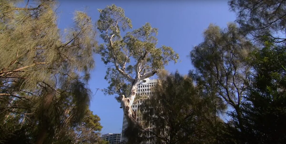 St Kildas The Corrobee Tree. An Ancient Living in Melbourne Today ...