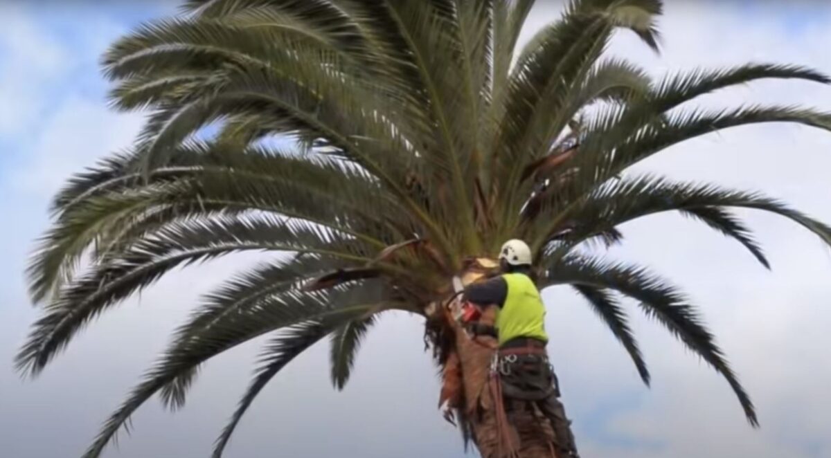 Are Palm Trees Easy to Remove? - Professional Tree Removal Melbourne